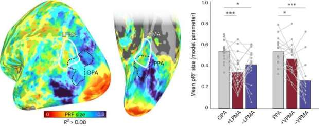 The Role of the Brain