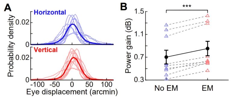 A team of neuroscientists has found that so-called